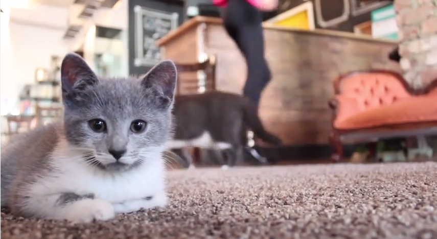 Café Chat l'heureux, un café avec des chats partout ! – So Montréal